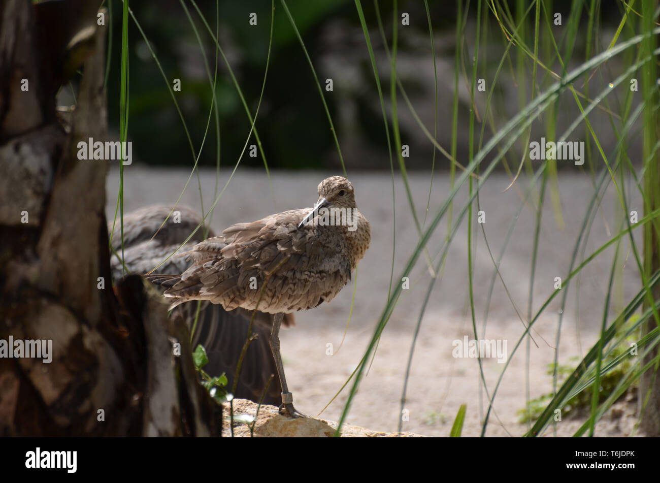 Willet bird on a white sand beach in the tropics Stock Photo - Alamy