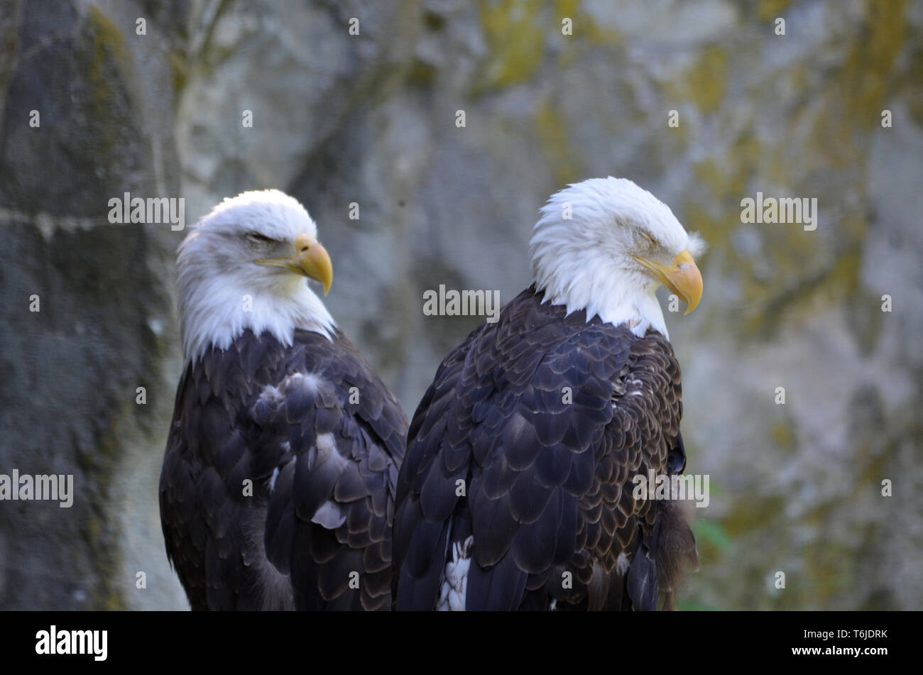 Great look at a mating pair of American Bald Eagle birds Stock Photo ...