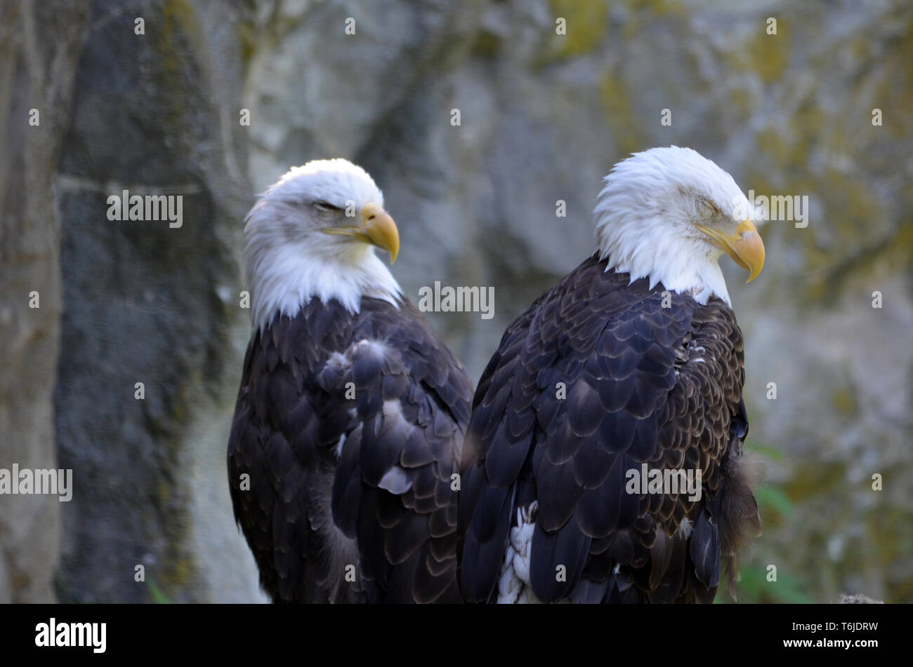 Hooked beaks hi-res stock photography and images - Alamy