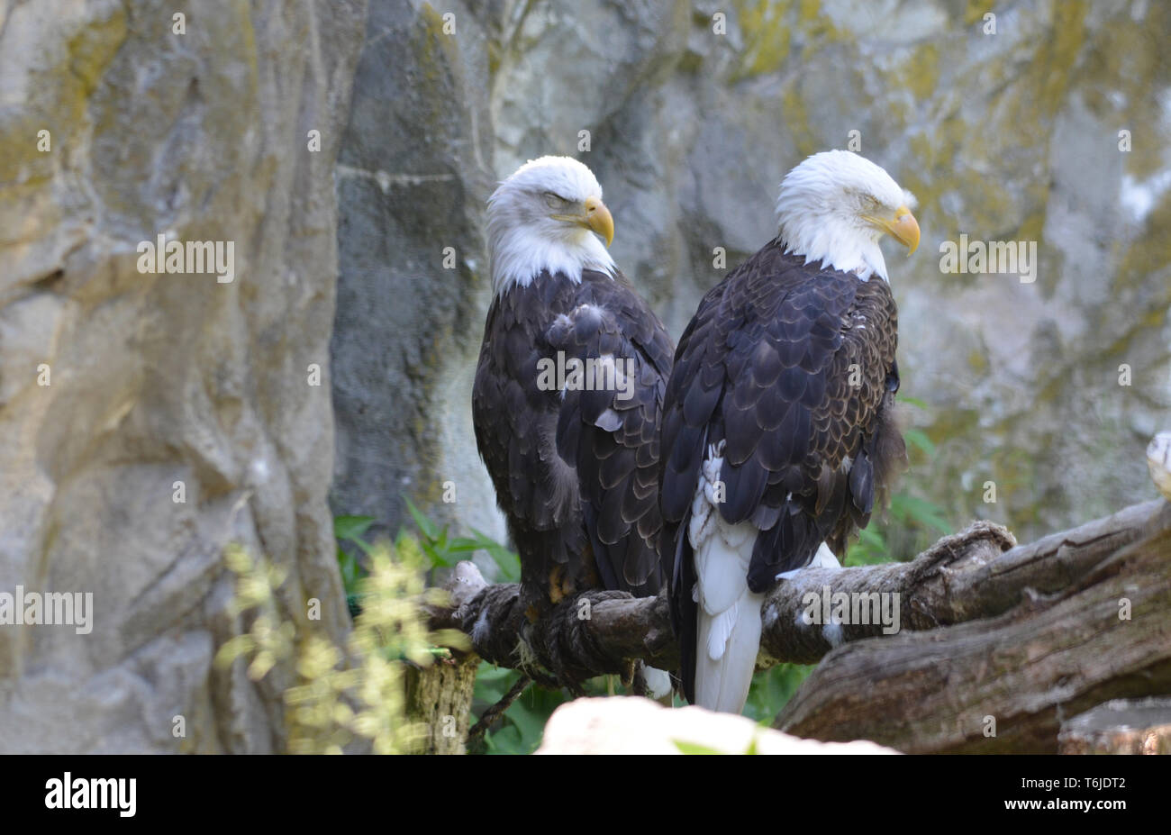 Bald eagles mating hi-res stock photography and images - Alamy