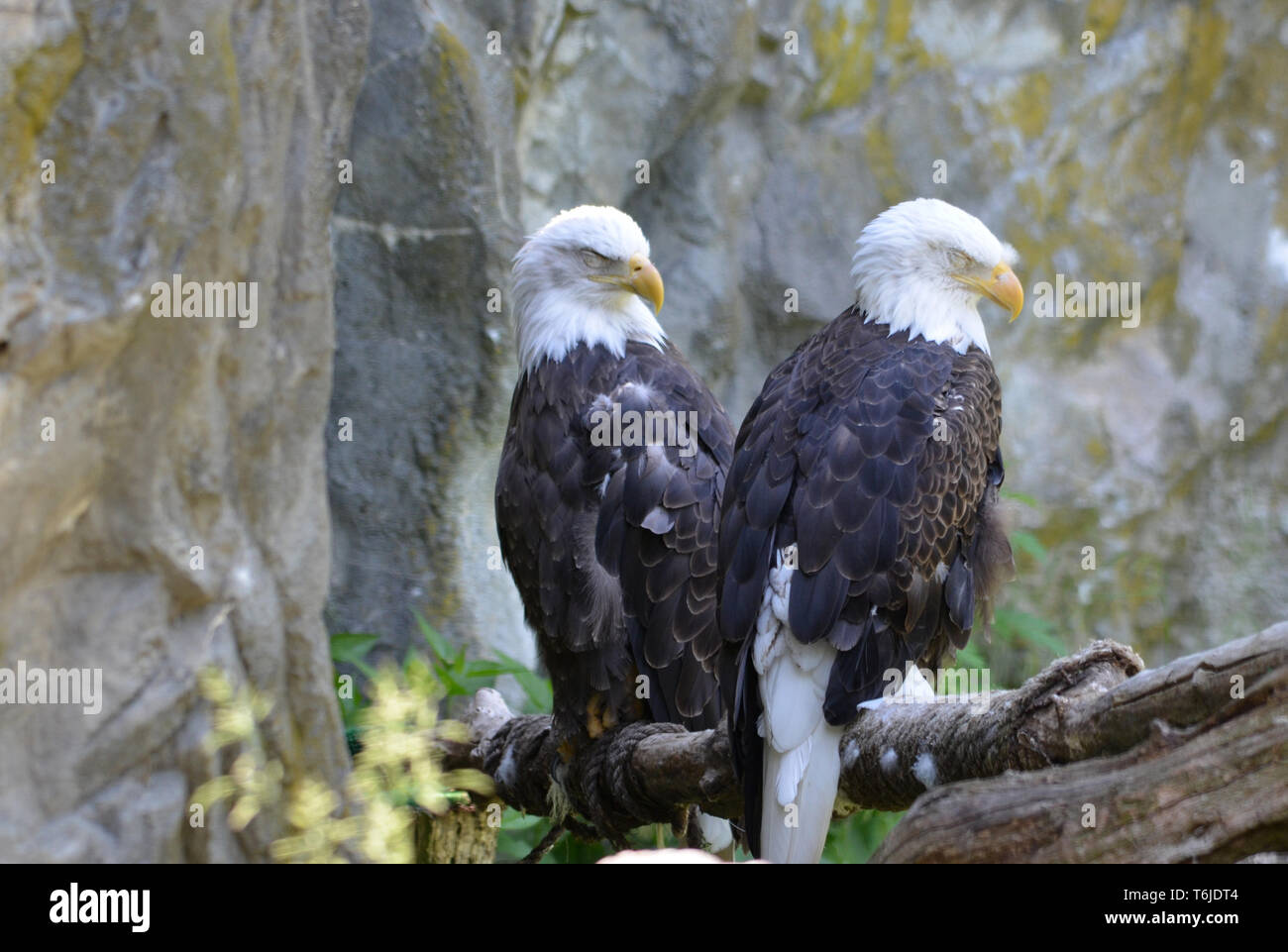 Gorgeous pair of sleeping bald eagles with their eyes closed Stock ...