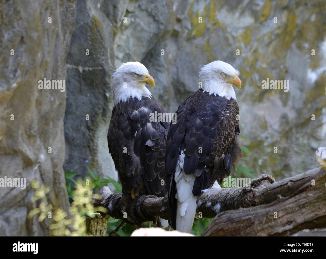 Sleeping bald eagle hi-res stock photography and images - Alamy