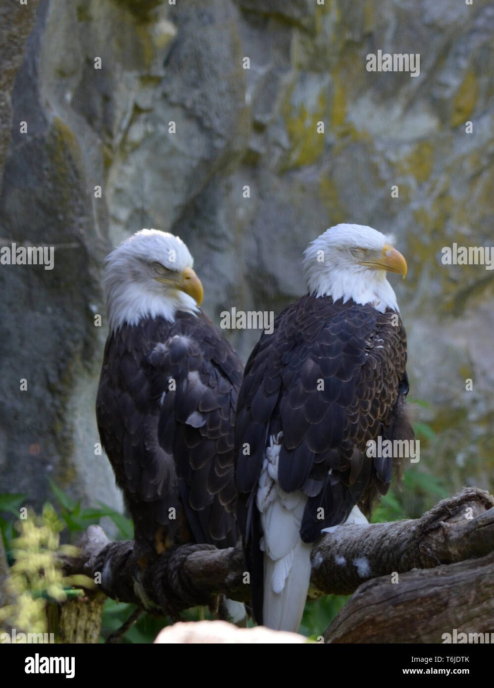 Sleeping bald eagle hi-res stock photography and images - Alamy