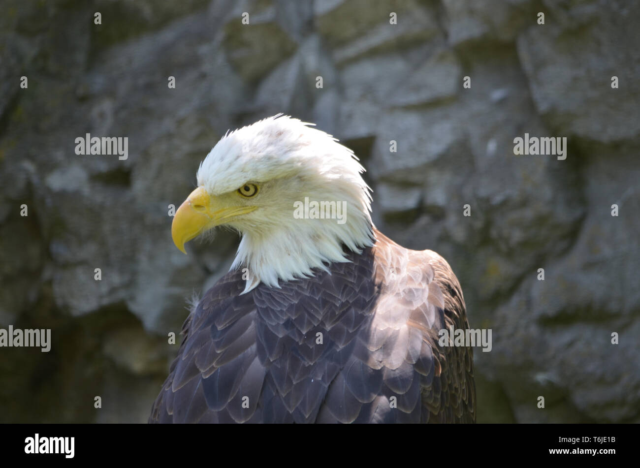 Fantastic American Eagle up close and personal Stock Photo - Alamy