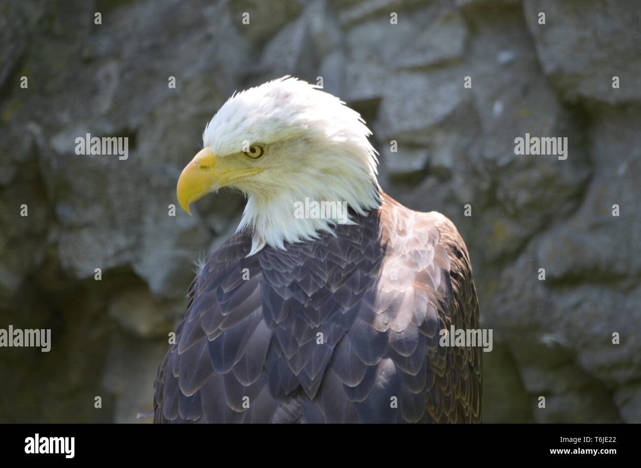 Close up look at the face of an American Eagle Stock Photo - Alamy