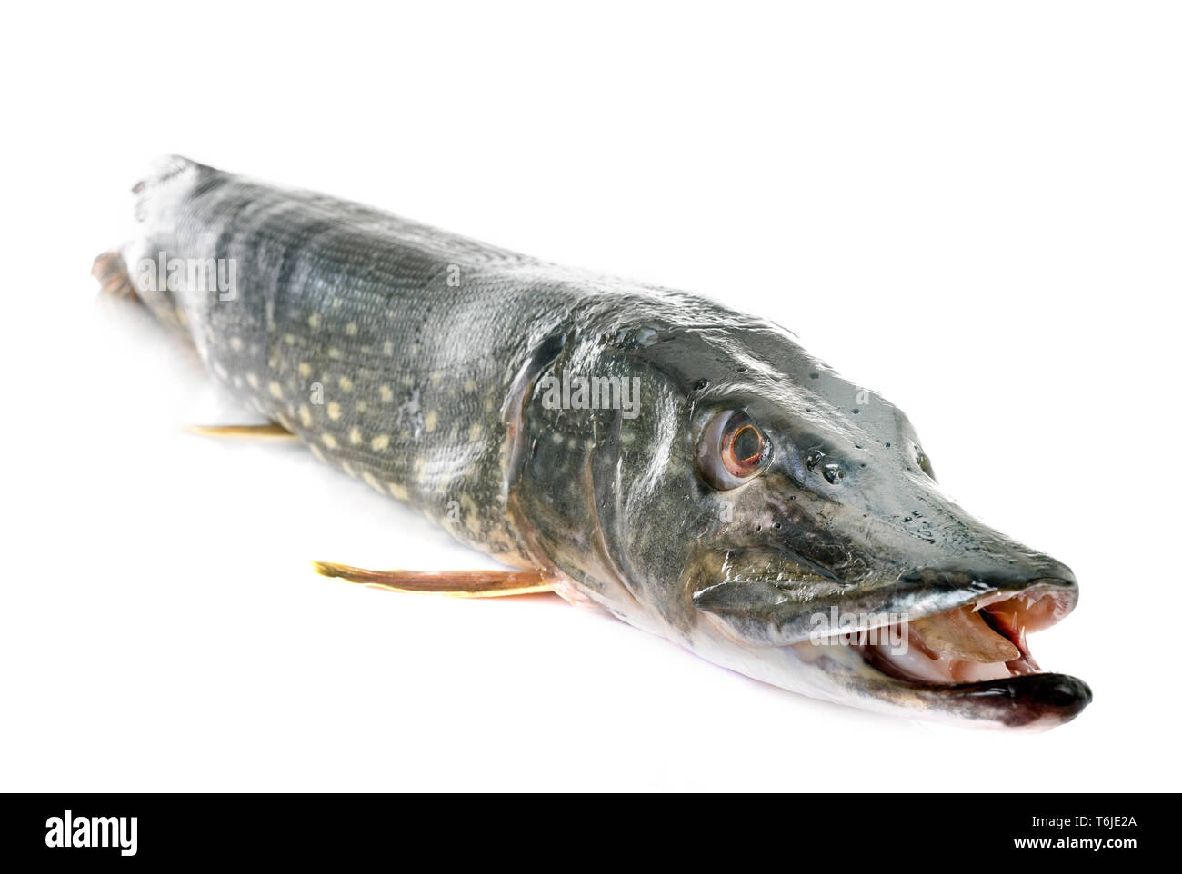 Northern pike Cut Out Stock Images & Pictures - Alamy