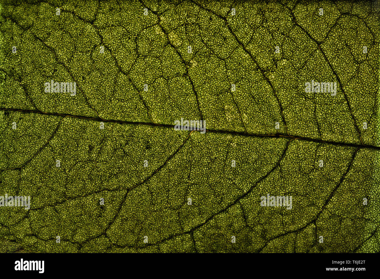 tree leaf macrostructure, dry tree leaf detail of the texture with ...