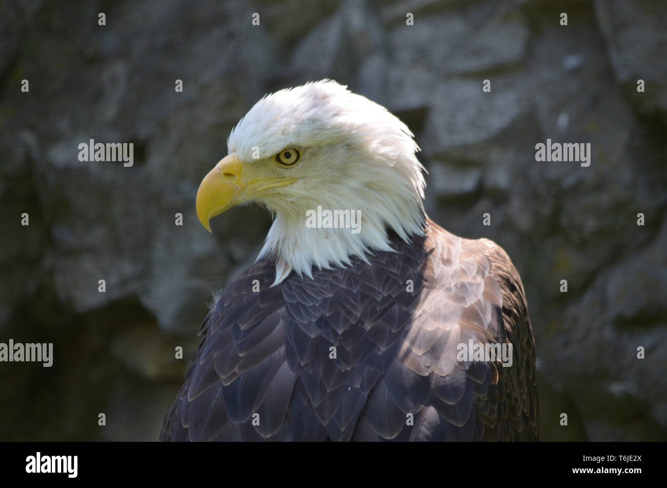 Amazing close up look at an American Bald Eagle Stock Photo - Alamy