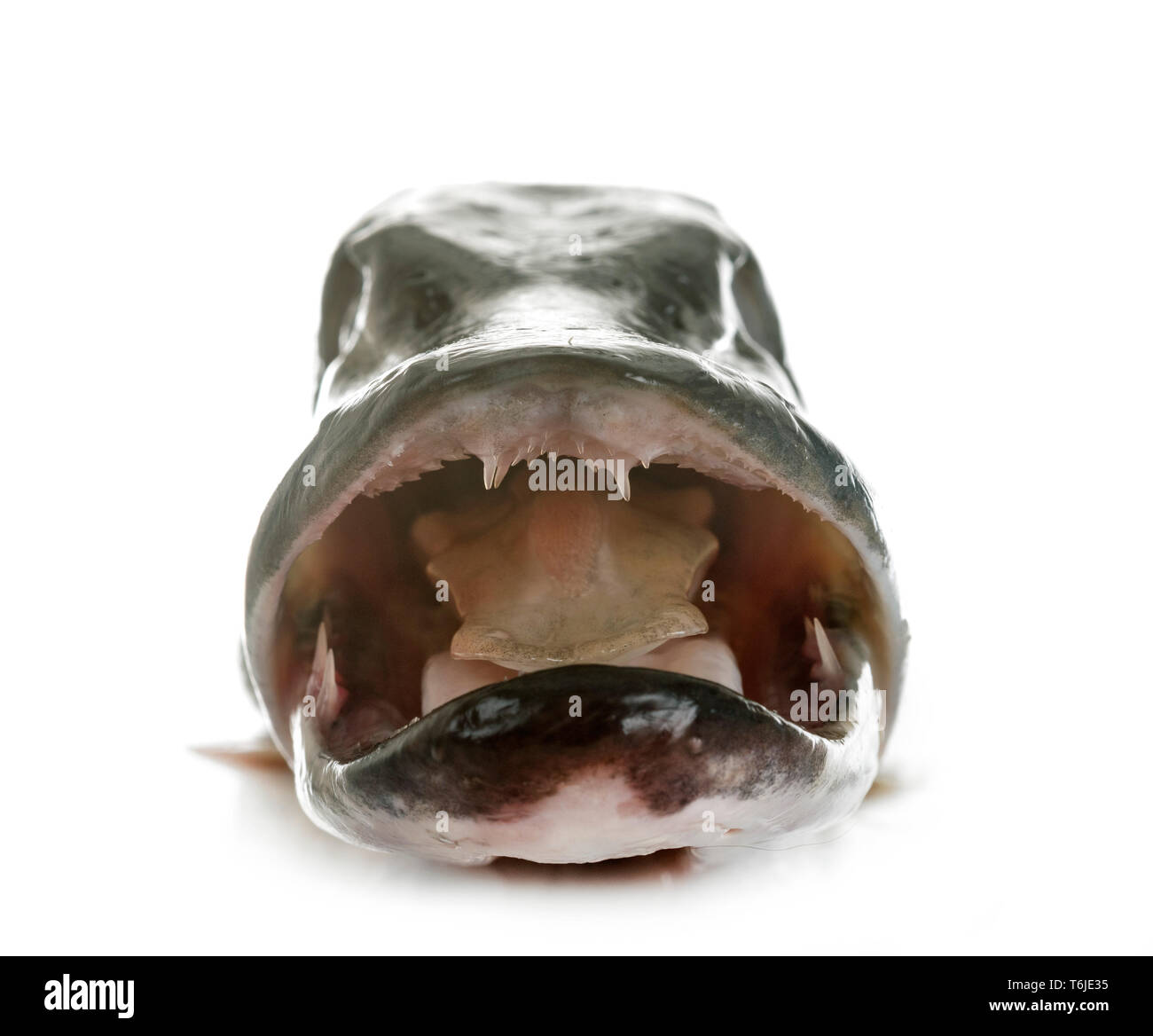 Northern pike in front of white background Stock Photo - Alamy