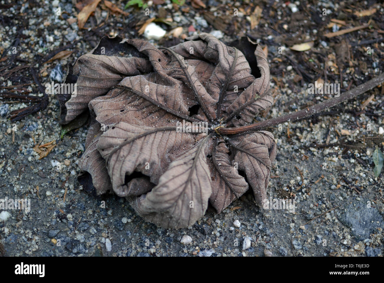 leaf of embauba that fell to the ground Stock Photo - Alamy