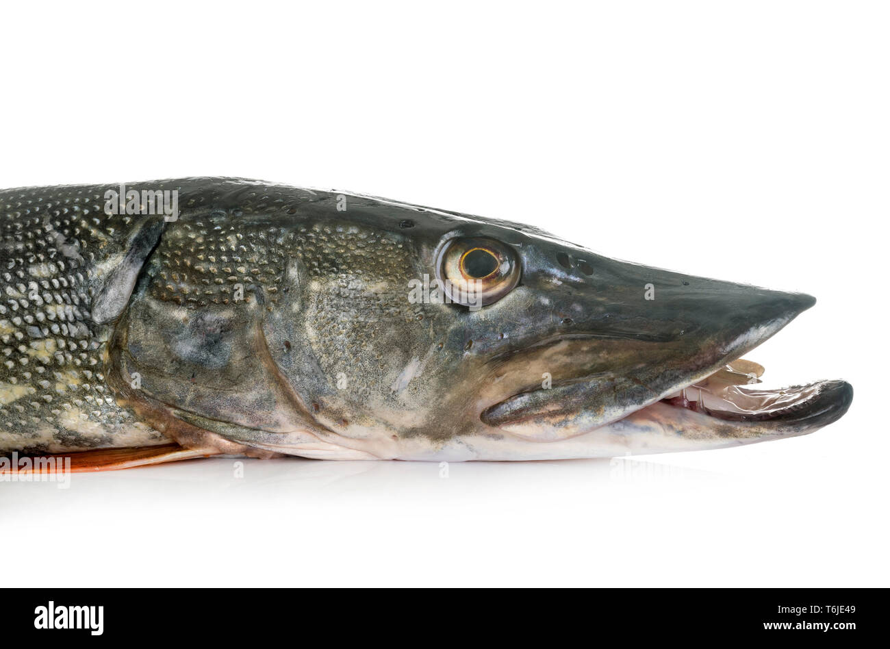 Northern pike in front of white background Stock Photo - Alamy
