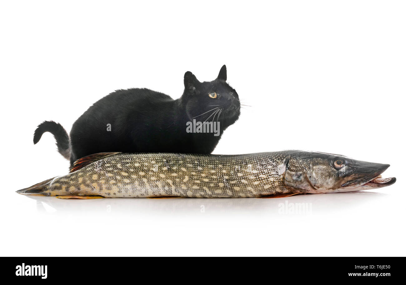 Northern pike and cat in front of white background Stock Photo - Alamy