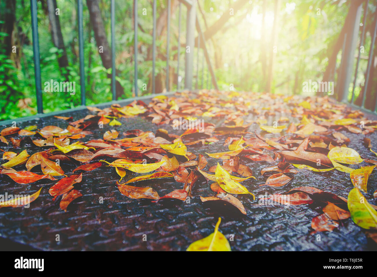 Wet walkway hi-res stock photography and images - Alamy