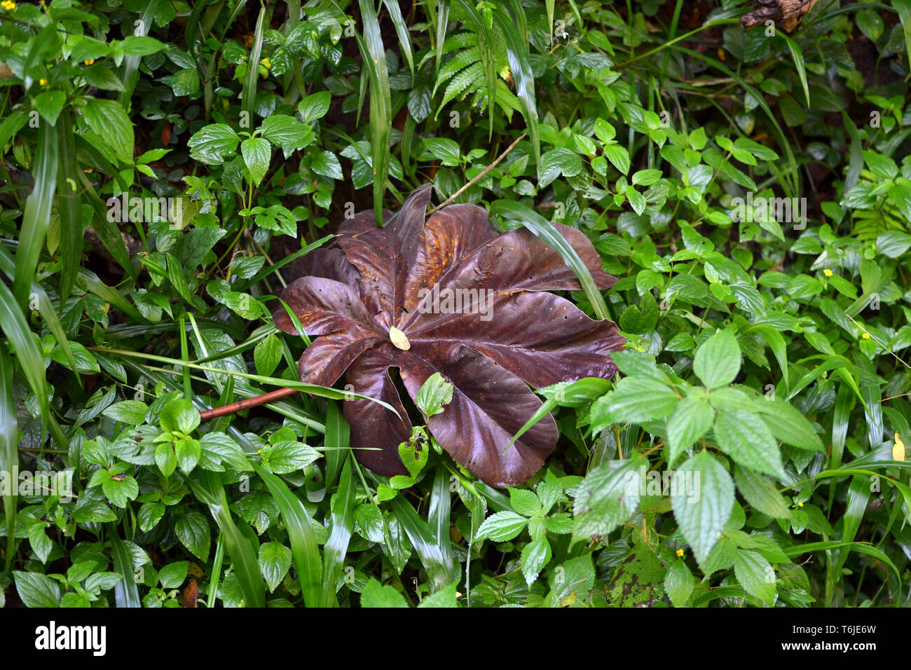 leaf of embauba that fell to the ground Stock Photo - Alamy
