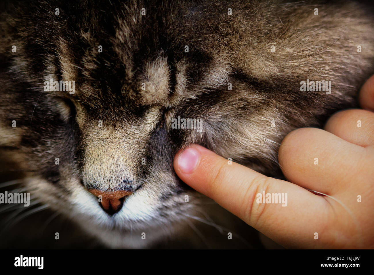 The child's hand gently touches the cat sitting in the open air Stock ...