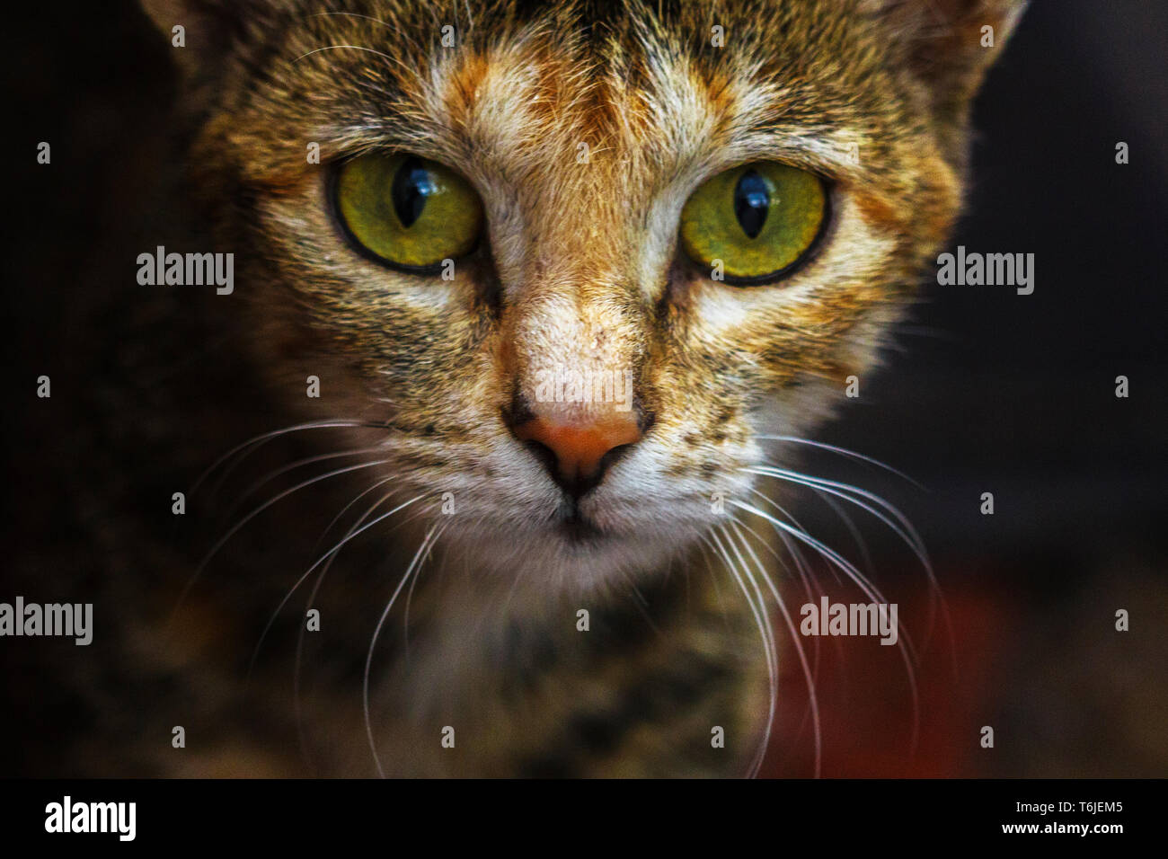 Big And Scary Pictures Of Smiling Cats