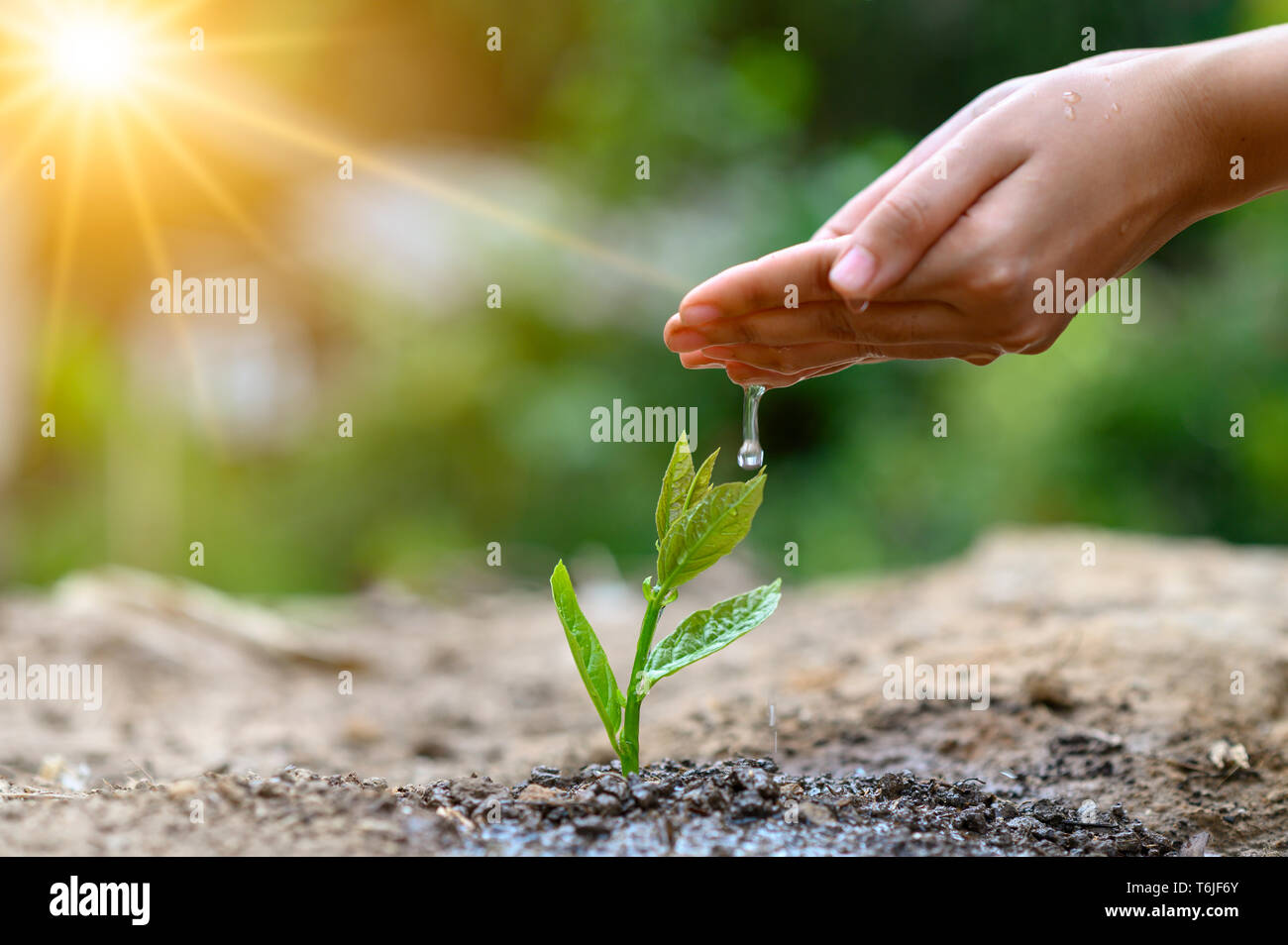 In the hands of trees growing seedlings. Bokeh green Background Female ...