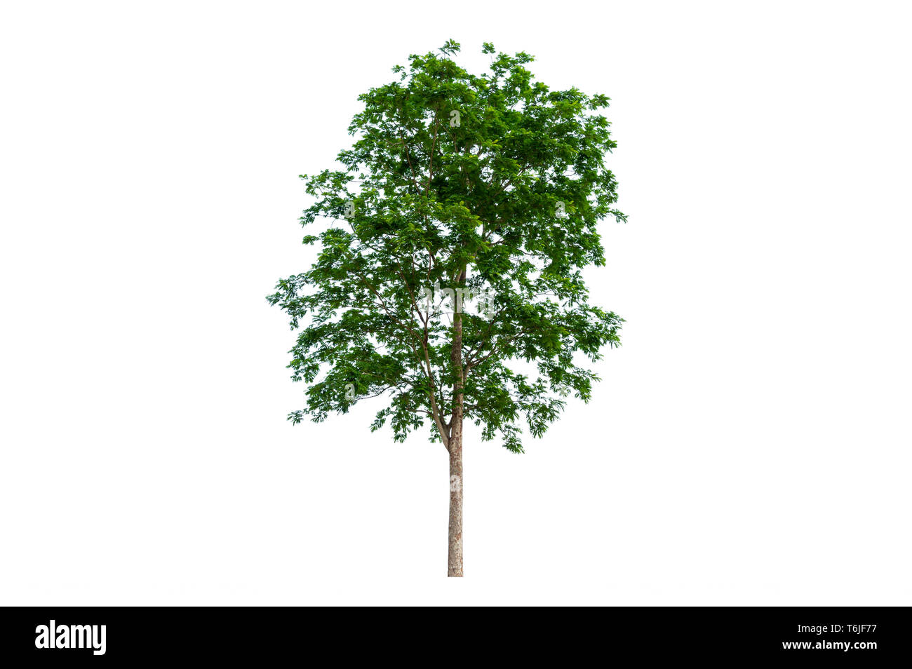 Tall deciduous tree Cut Out Stock Images & Pictures - Alamy