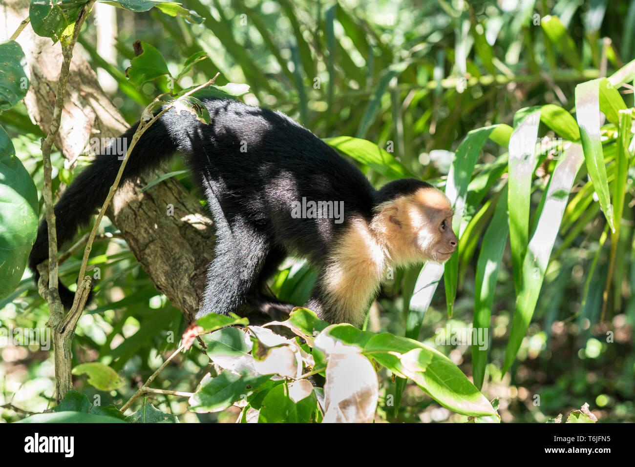 White faced monkeys hi-res stock photography and images - Alamy