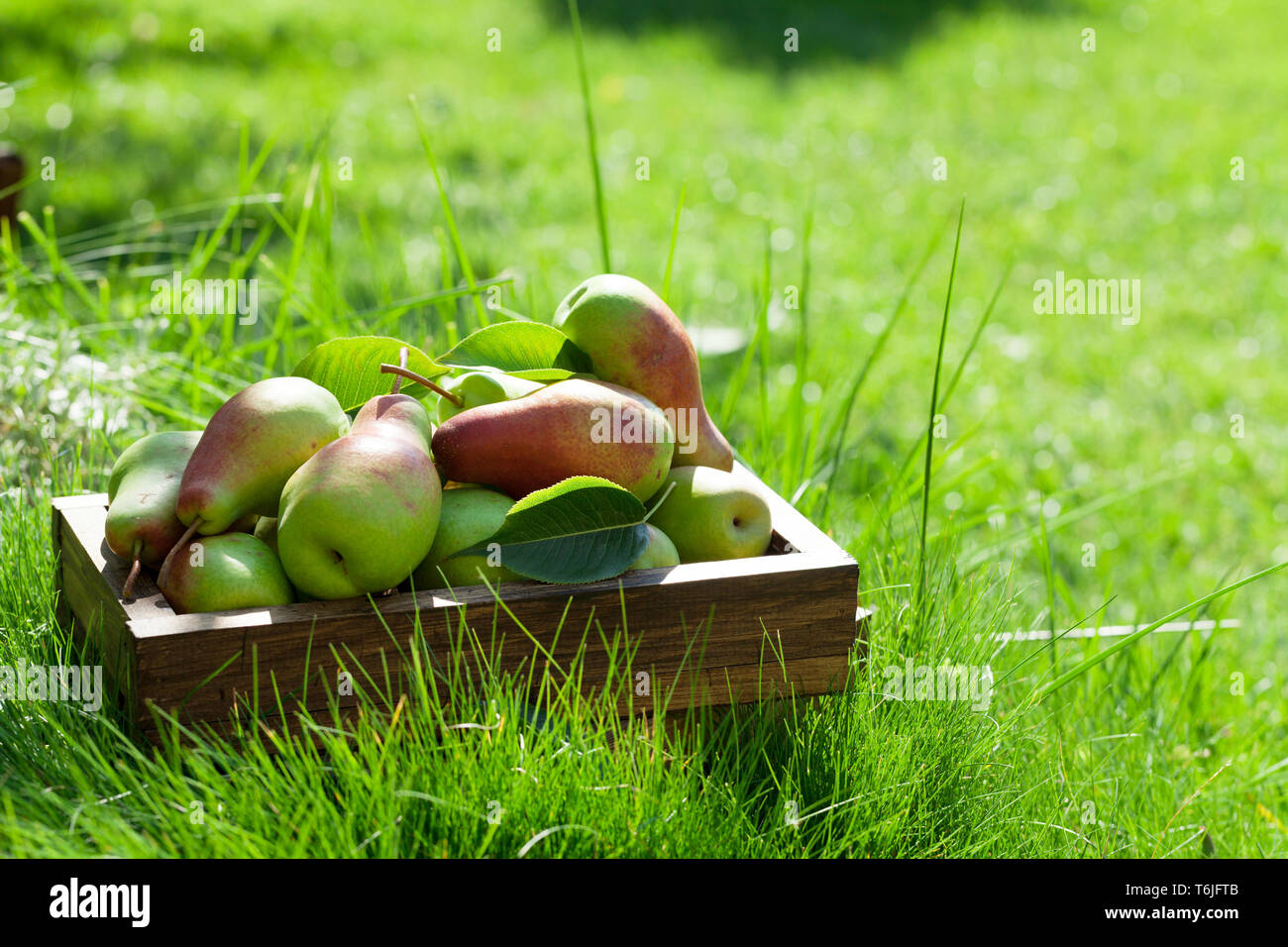 Garden pears in wooden box in sunny garden. With copy space Stock Photo ...