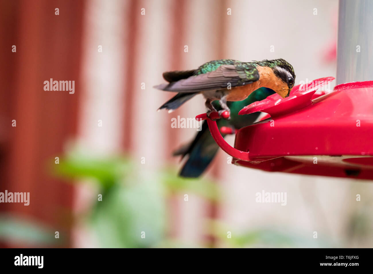 Grey-tailed mountain gem hummingbird at a feeder in Monte Verde ...