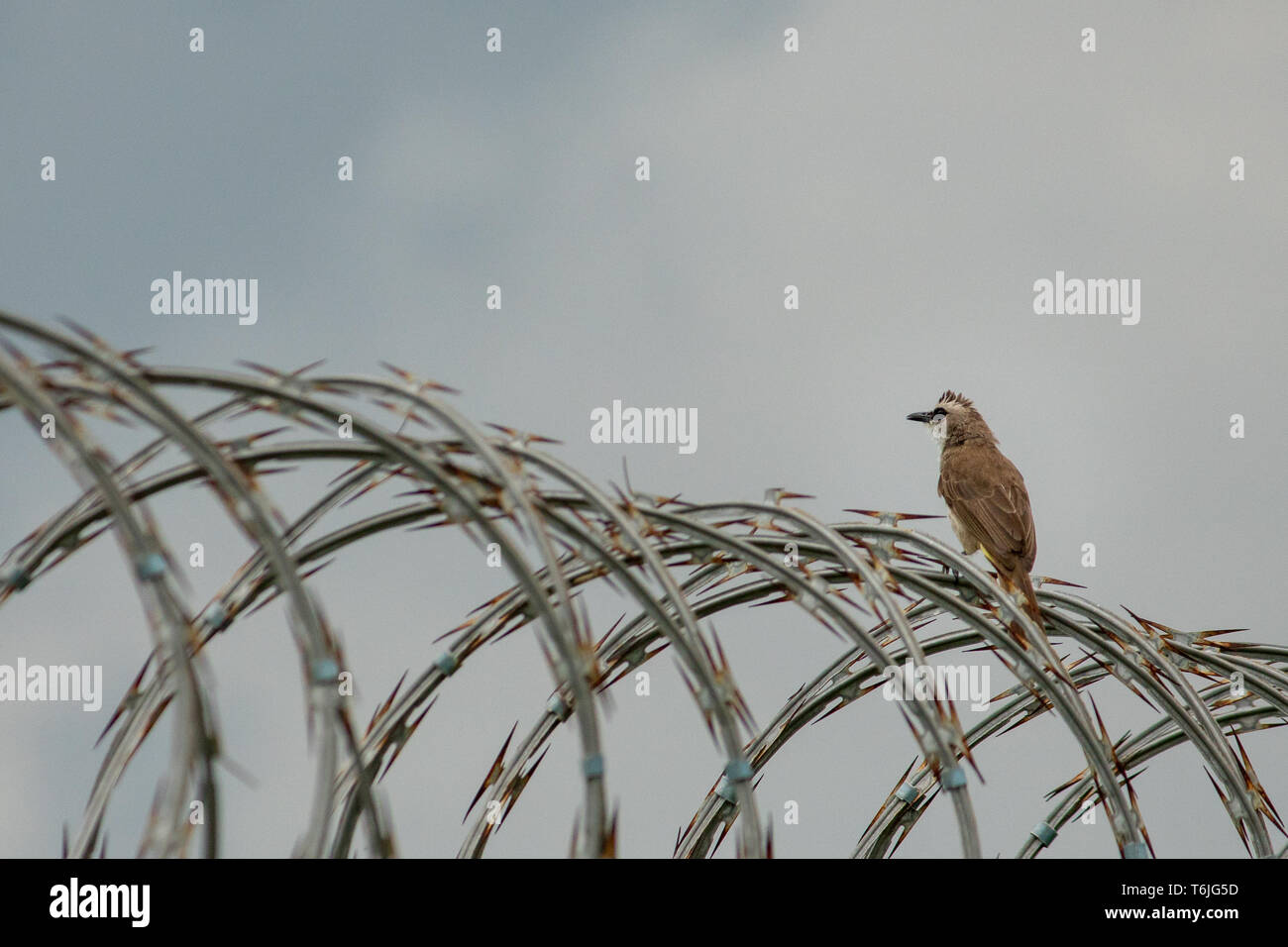 Brown house sparrow hi-res stock photography and images - Alamy