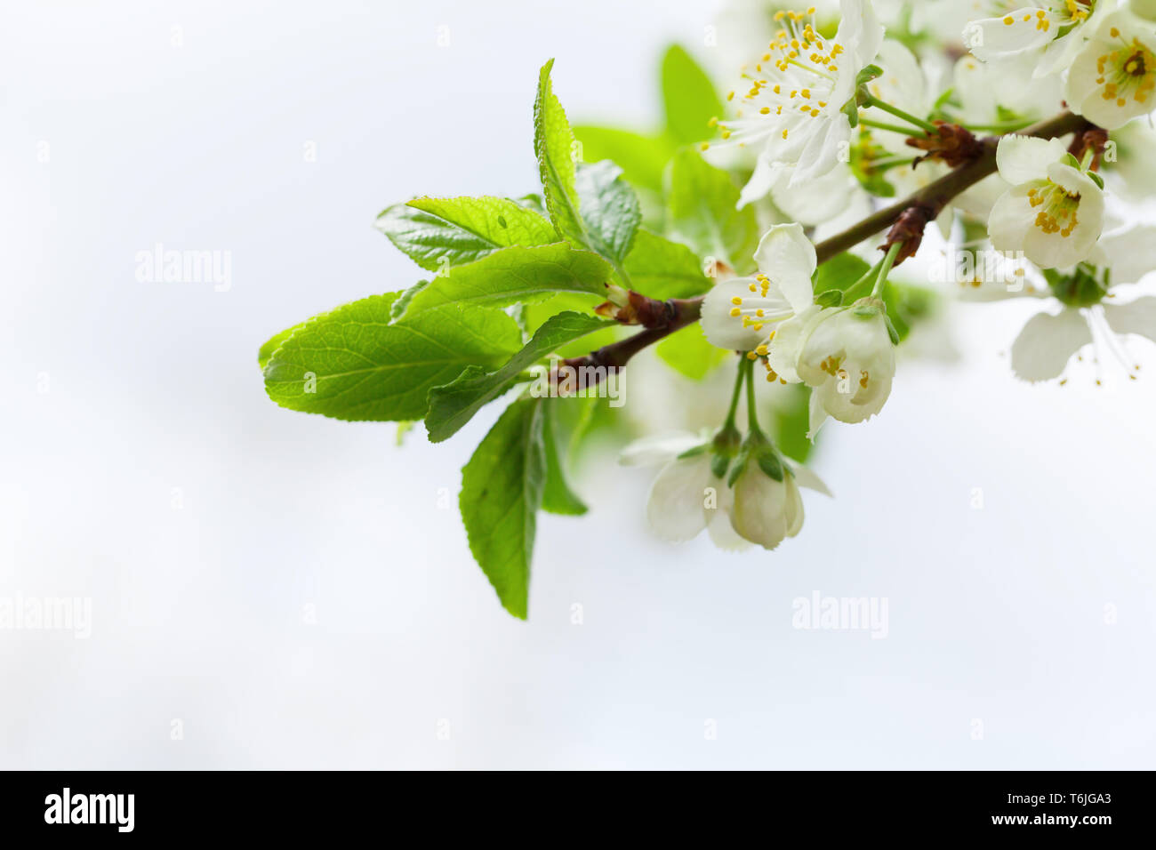 Apple blossom spring tree in front of sunny blue sky with copy space ...