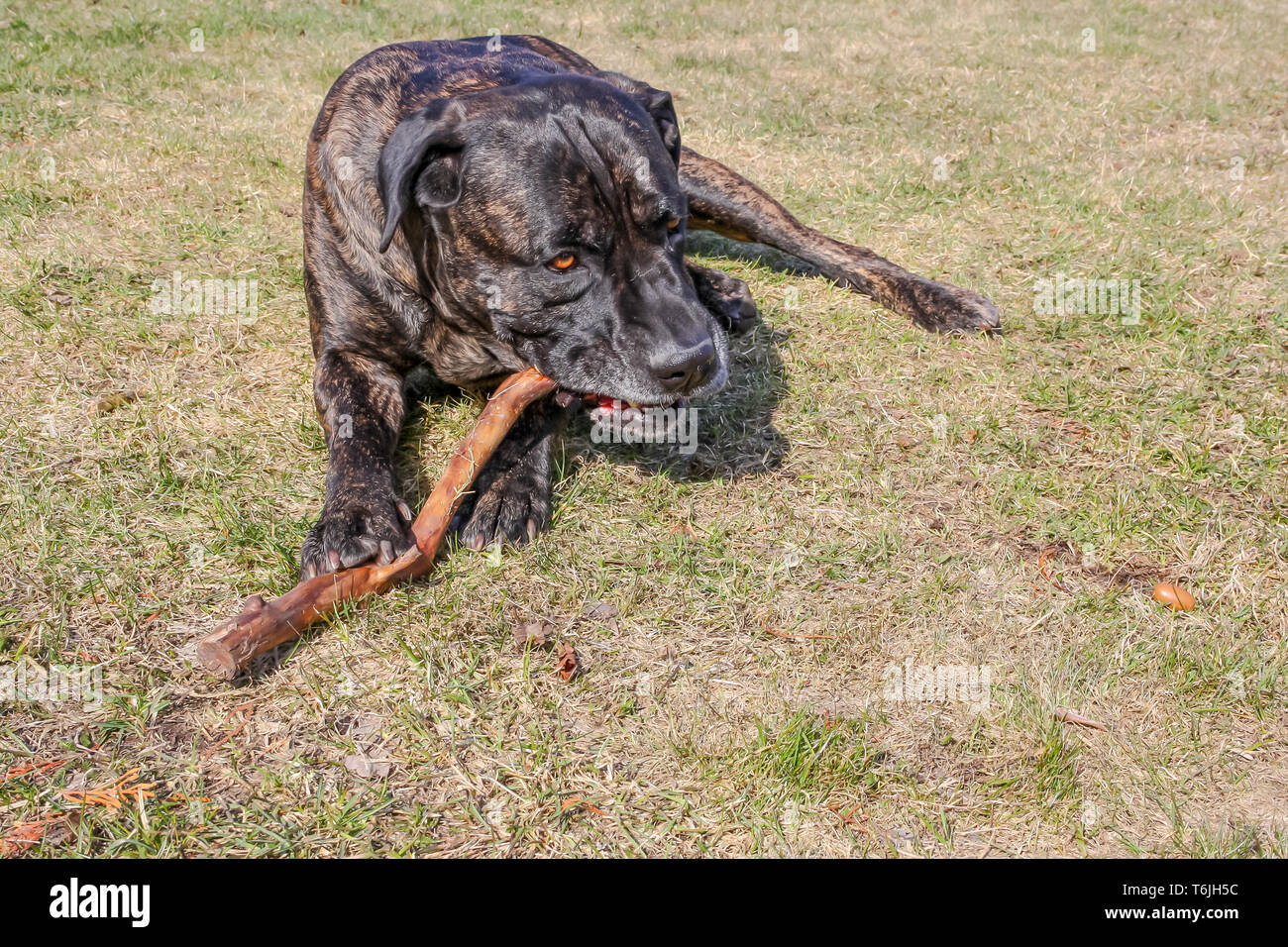 Cane Corso breed dog chewing a piece of wood in the park at summer time ...