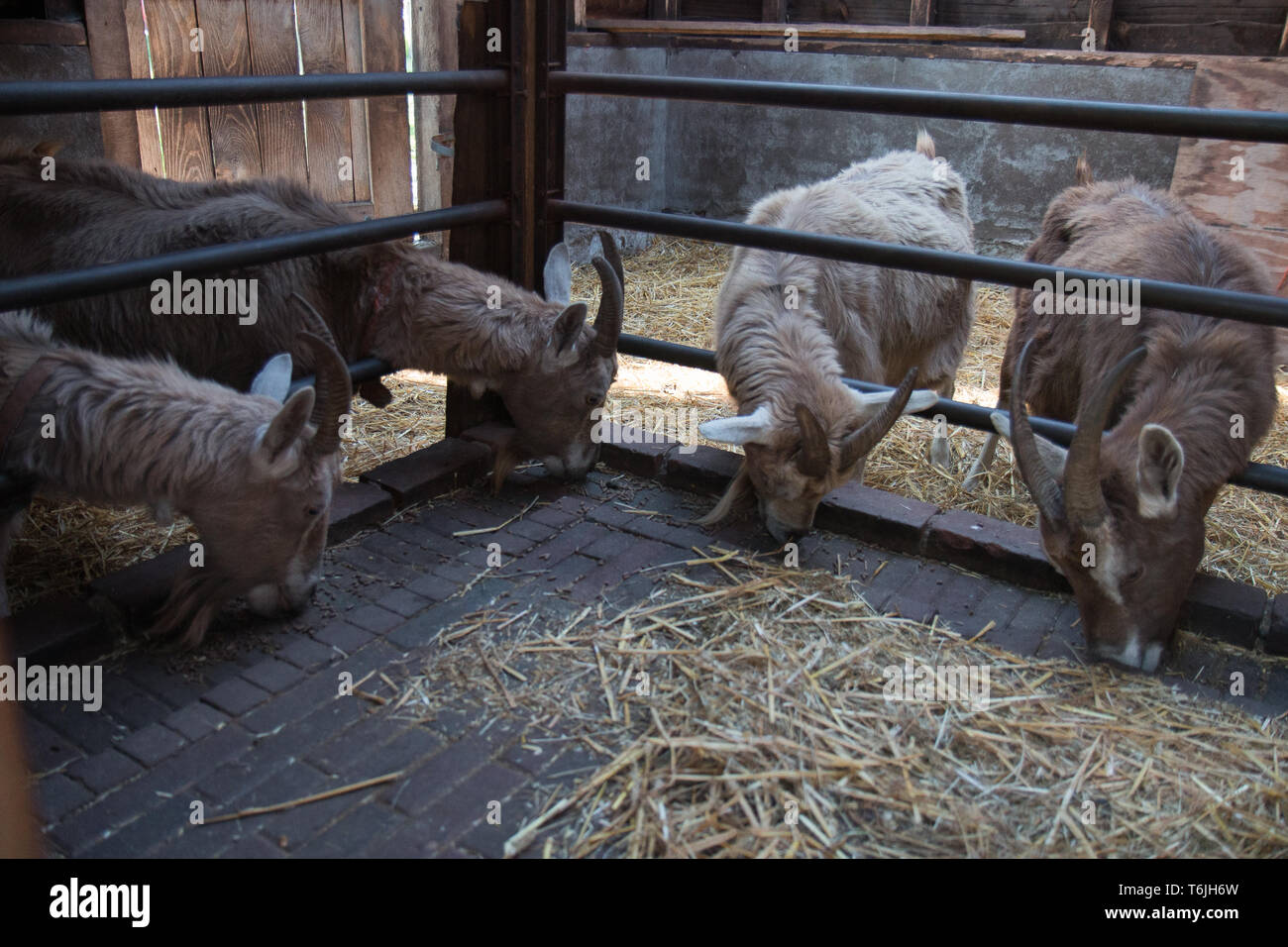 Farm, farm animals, goats, horses Stock Photo - Alamy