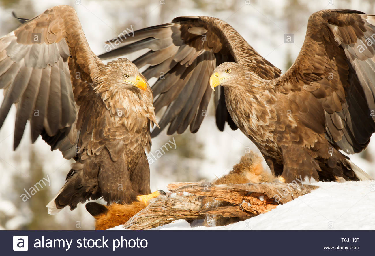 Eagles Fight Territory Stock Photos & Eagles Fight Territory Stock ...