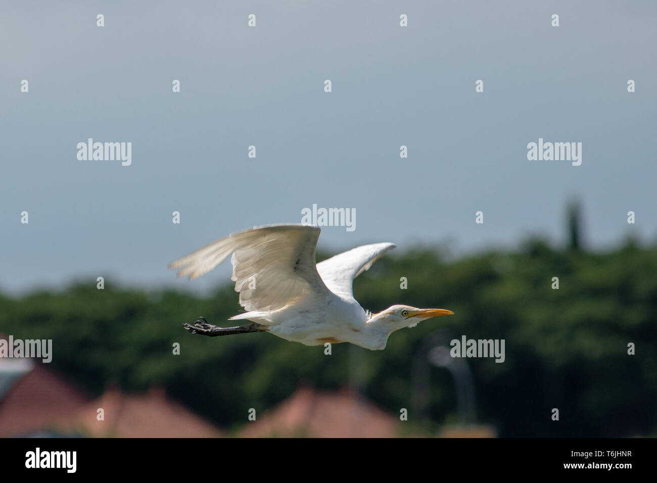 Cattle egret bird flying alone with blur background Stock Photo - Alamy