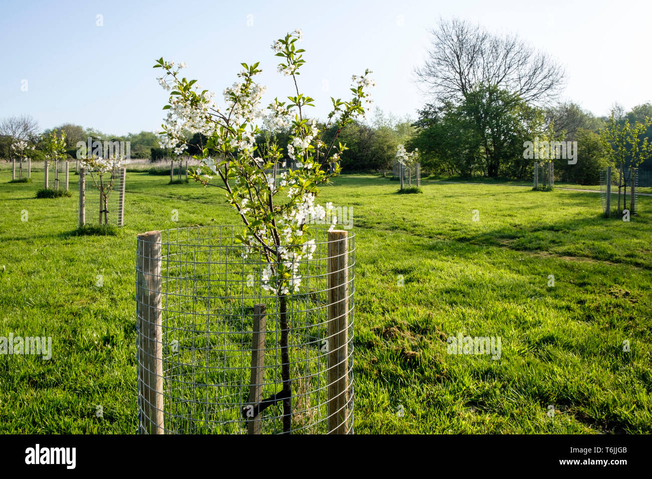 Sapling uk hi-res stock photography and images - Alamy