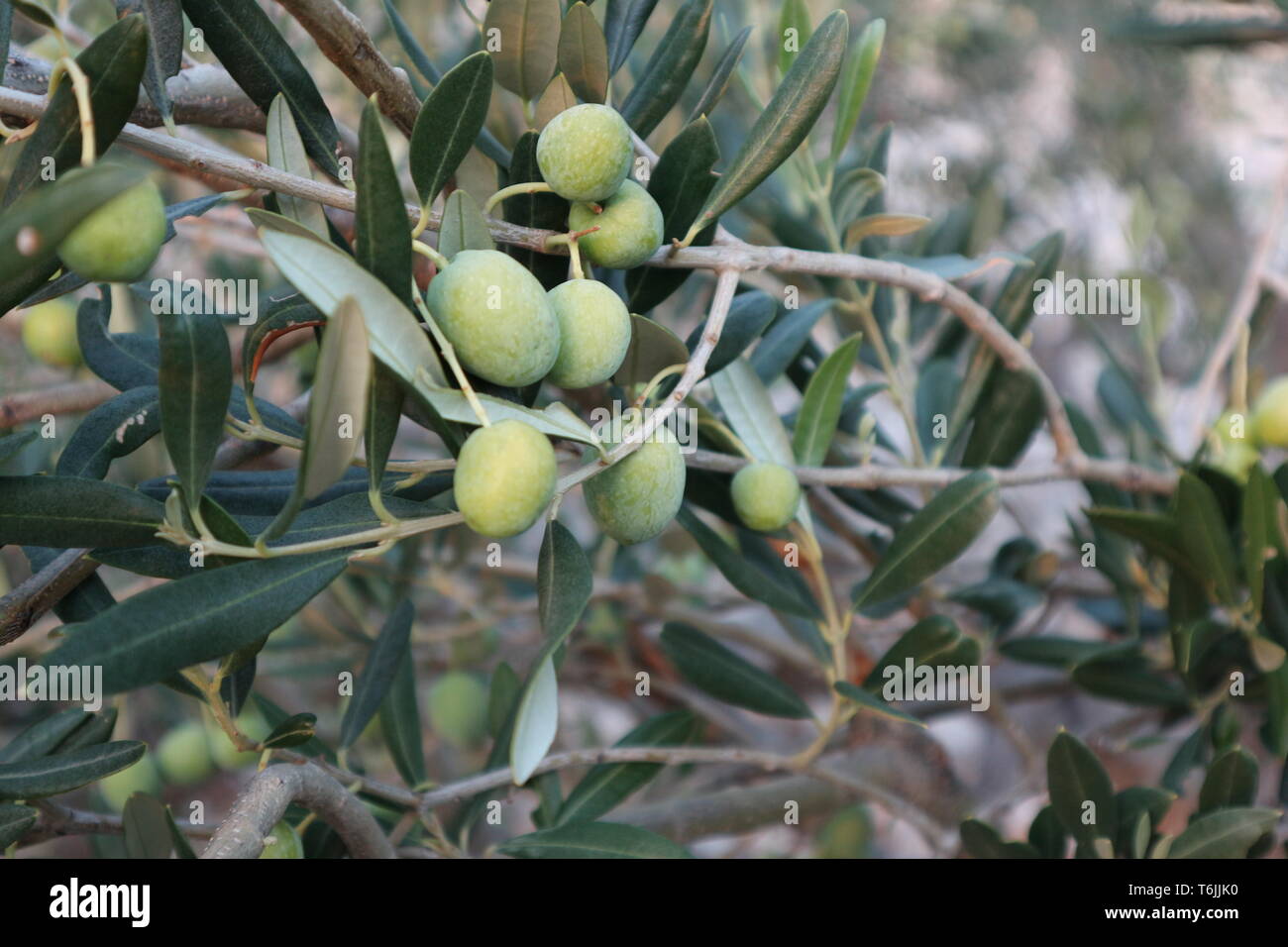 Olives hanging on an olive tree Stock Photo - Alamy