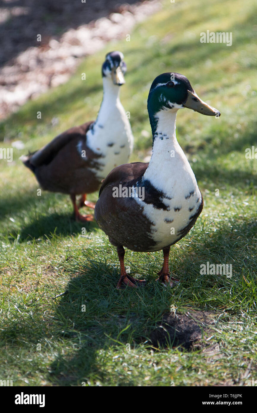 Open Air Museum - wild ducks Stock Photo - Alamy