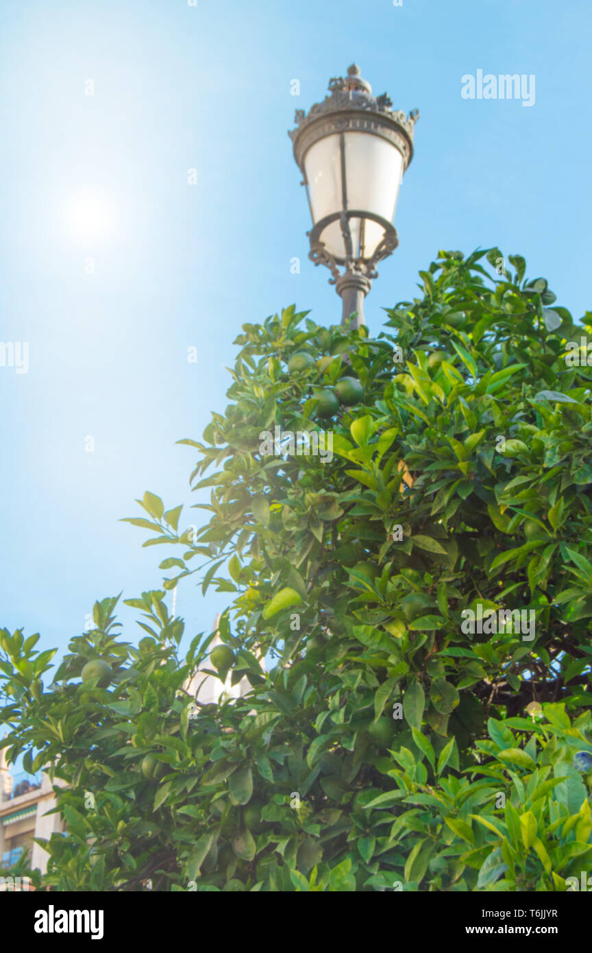 Beautiful lamppost and tangerine tree on the background of the blue sky ...