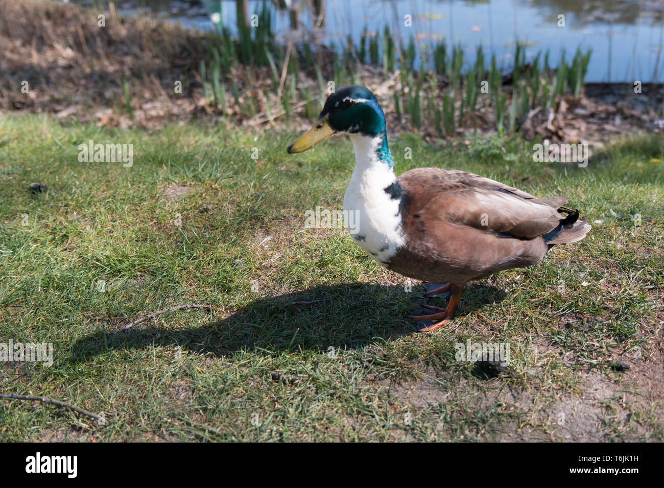 Open Air Museum - wild ducks Stock Photo - Alamy