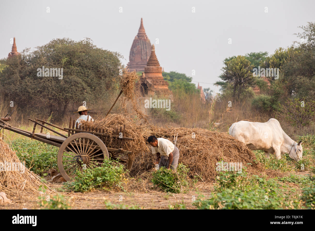 Ancient city of Bagan in Myanmar Stock Photo - Alamy