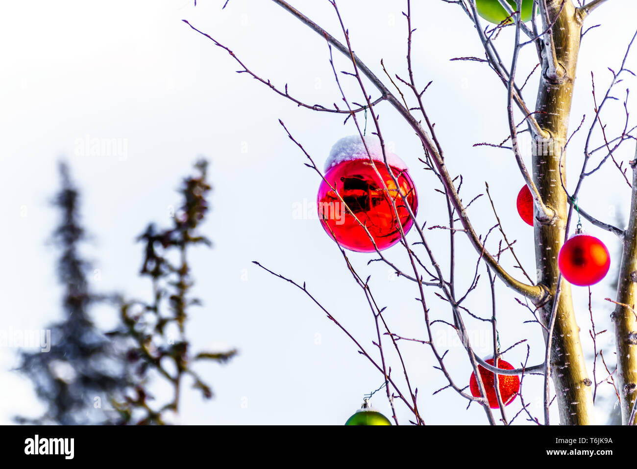 Red snow covered Christmas Decorations hanging on tree branches of a ...