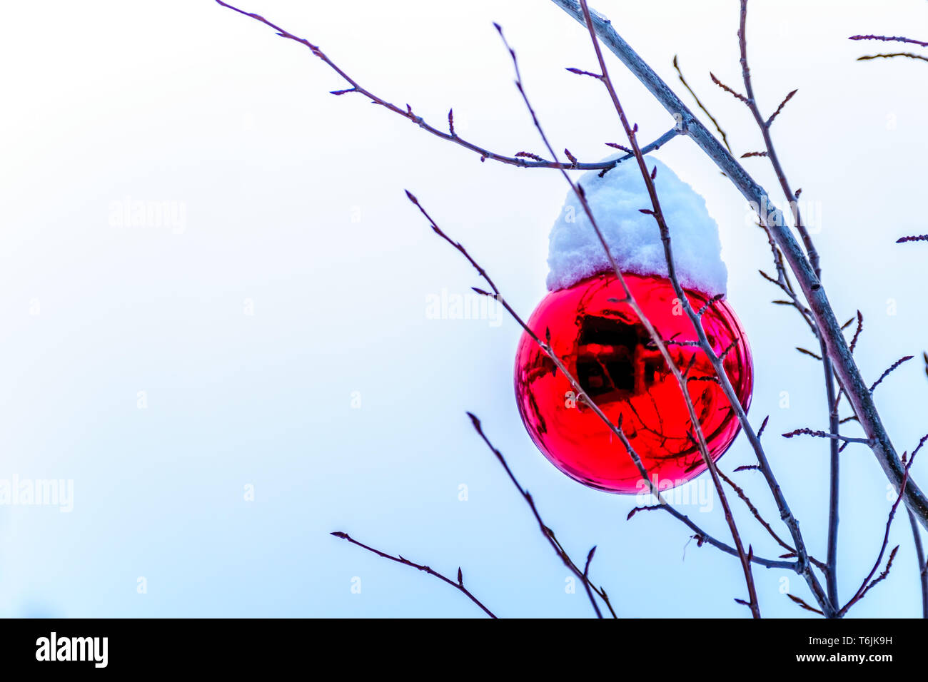 Red snow covered Christmas Decorations hanging on tree branches of a ...