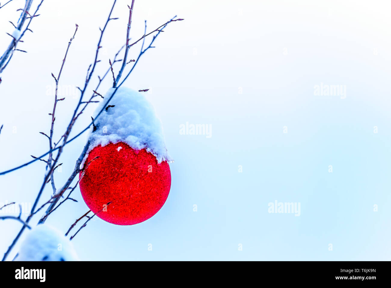 Red snow covered Christmas Decorations hanging on tree branches of a ...