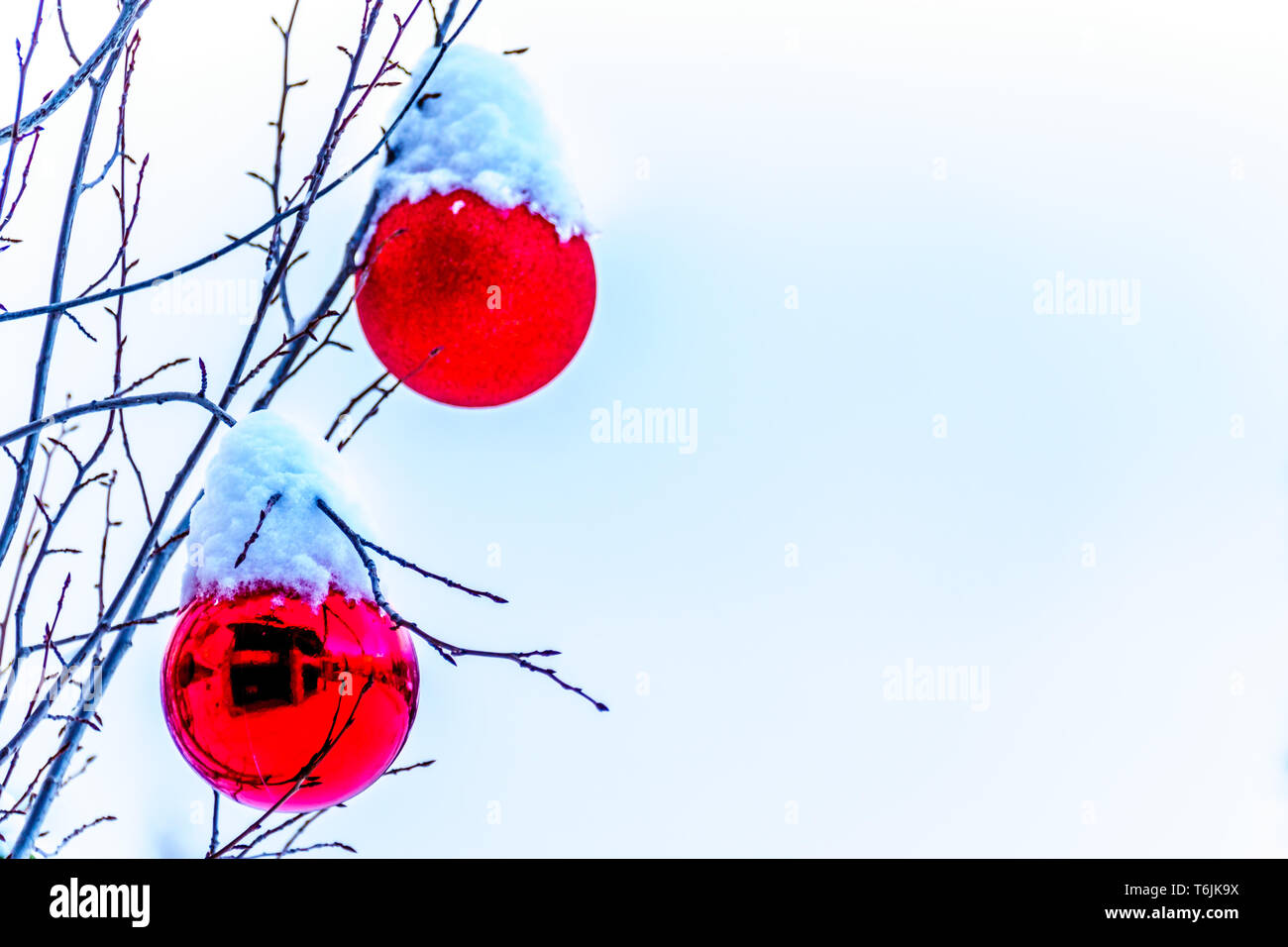 Red snow covered Christmas Decorations hanging on tree branches of a ...