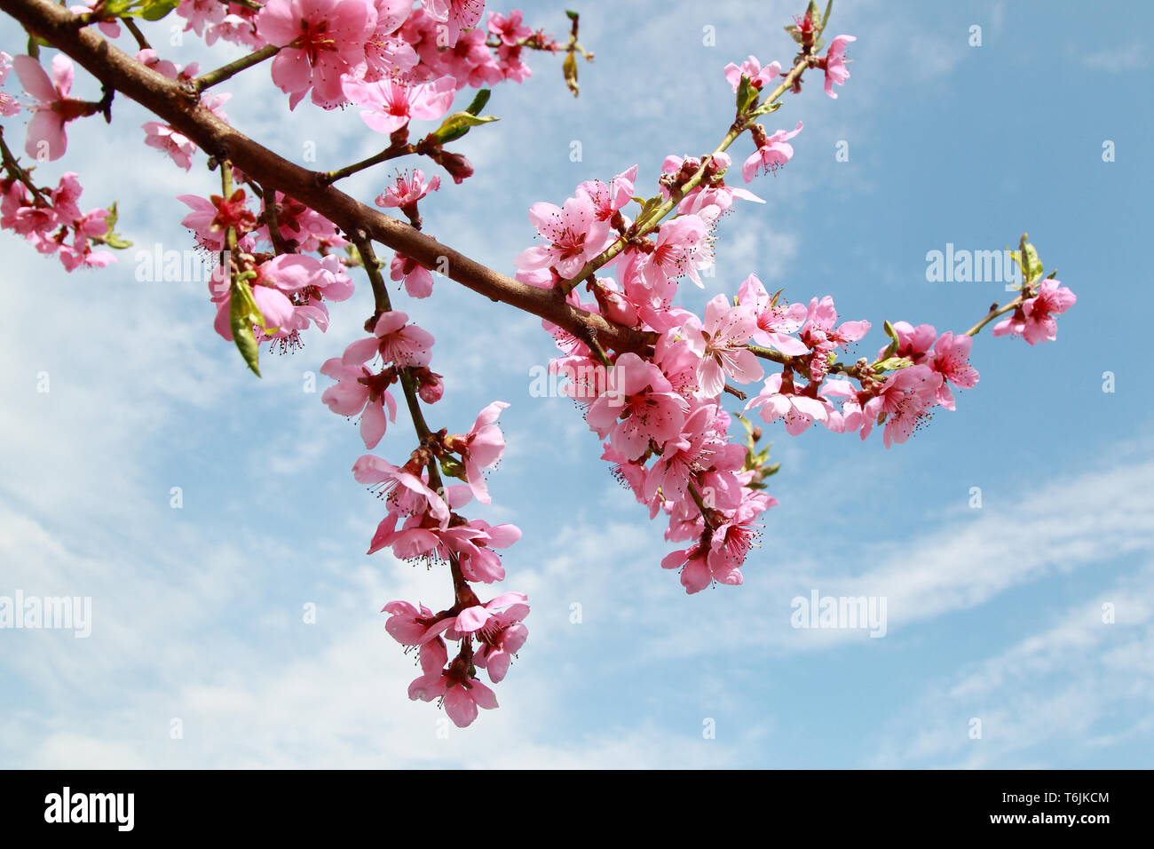 Peach blossom spring hi-res stock photography and images - Alamy