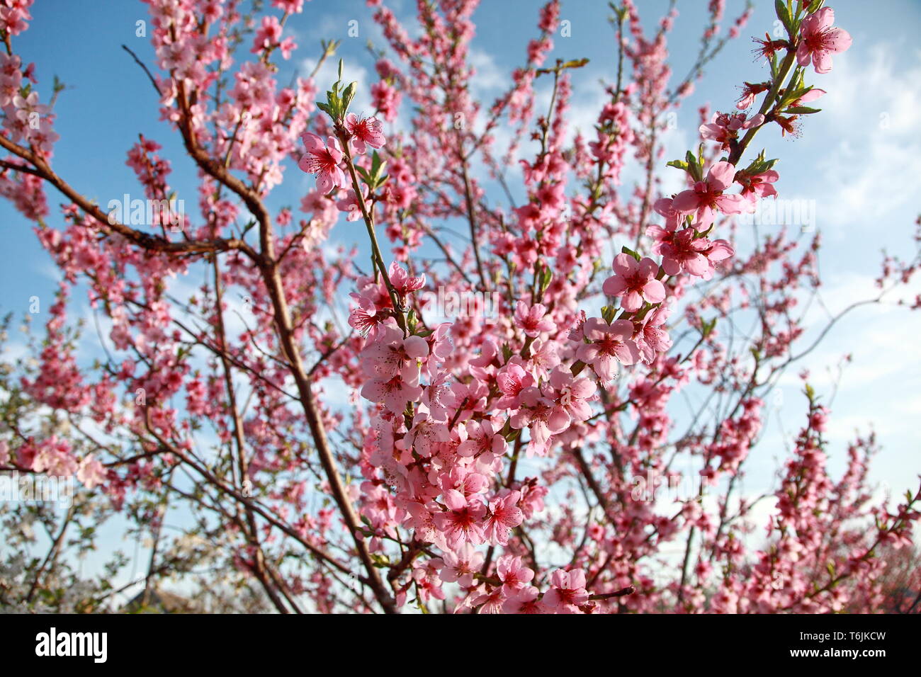 luxurious peach blossoms in spring Stock Photo - Alamy