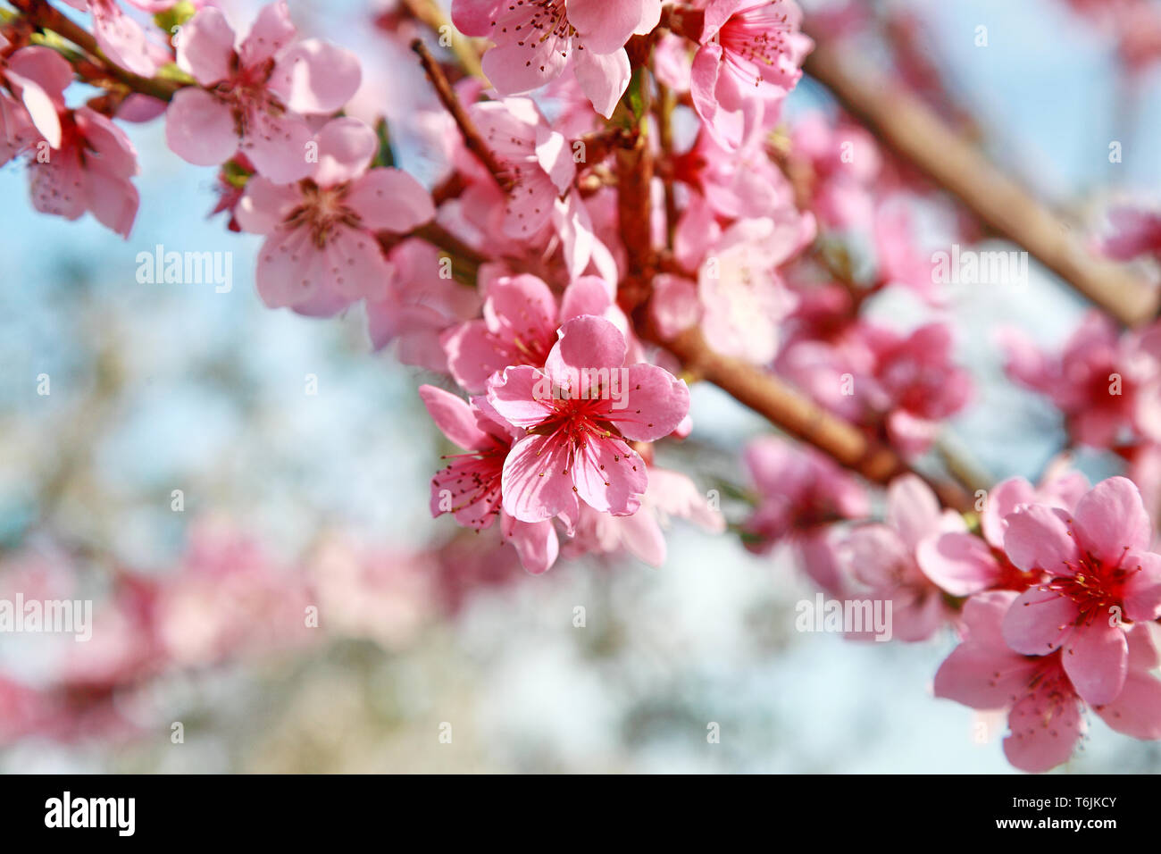 luxurious peach blossoms in spring Stock Photo - Alamy