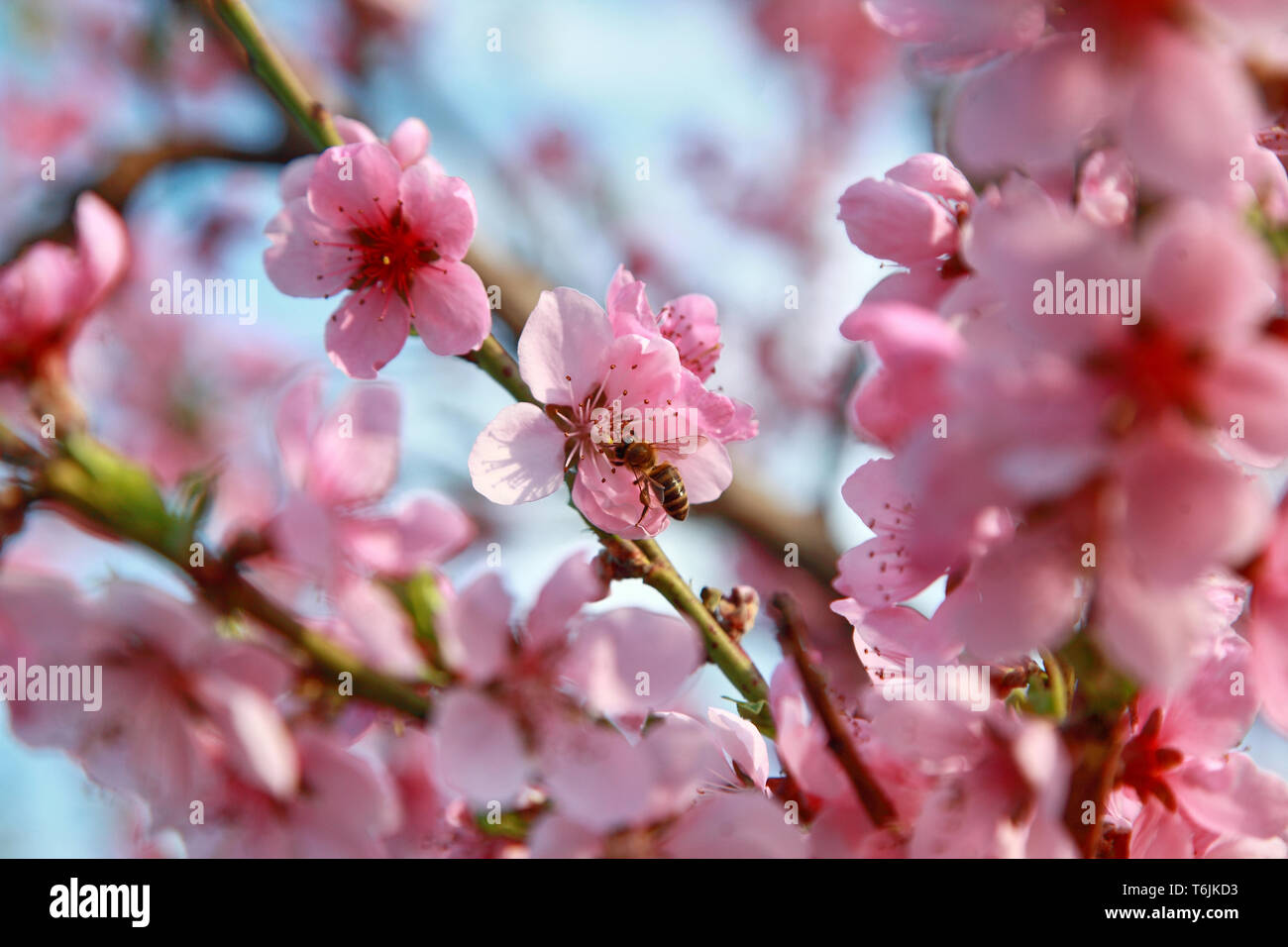 luxurious peach blossoms in spring Stock Photo - Alamy