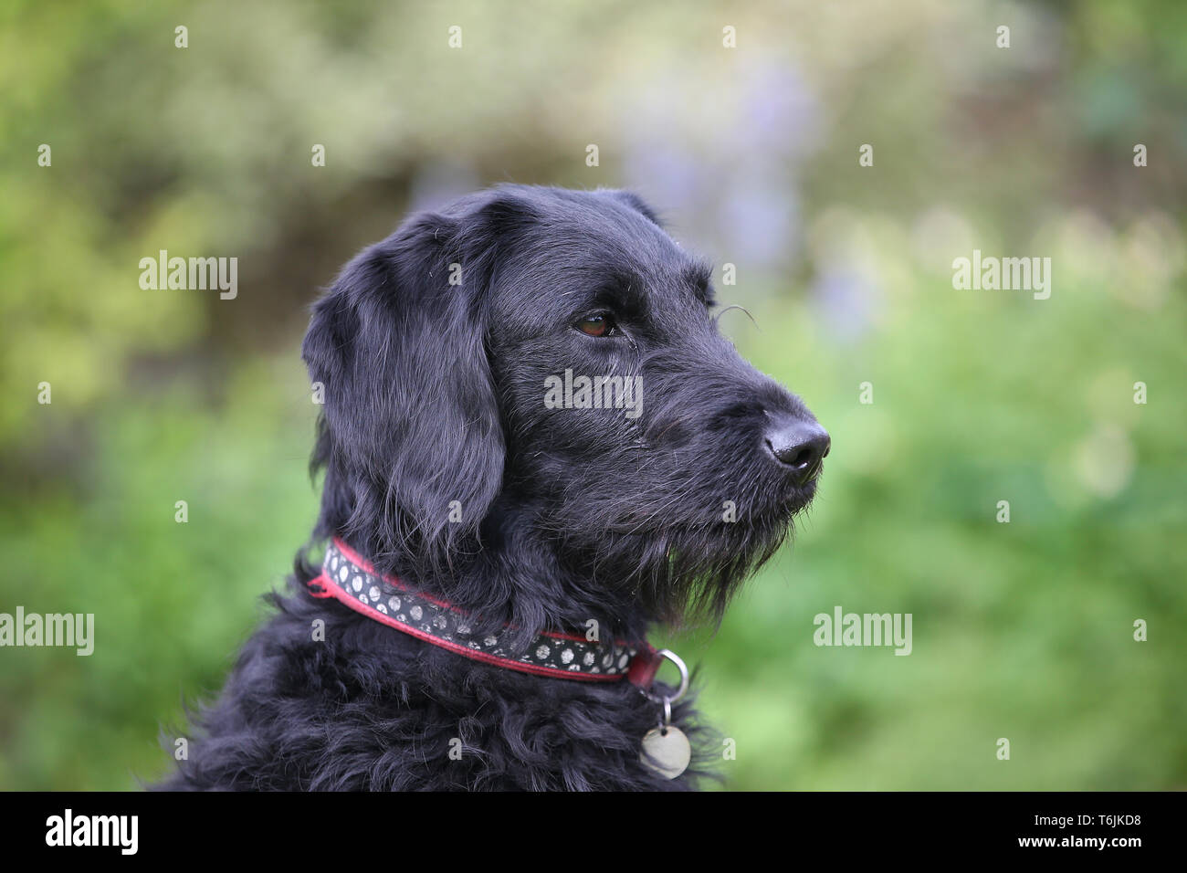 Labradoodle Headshot High Resolution Stock Photography and Images - Alamy