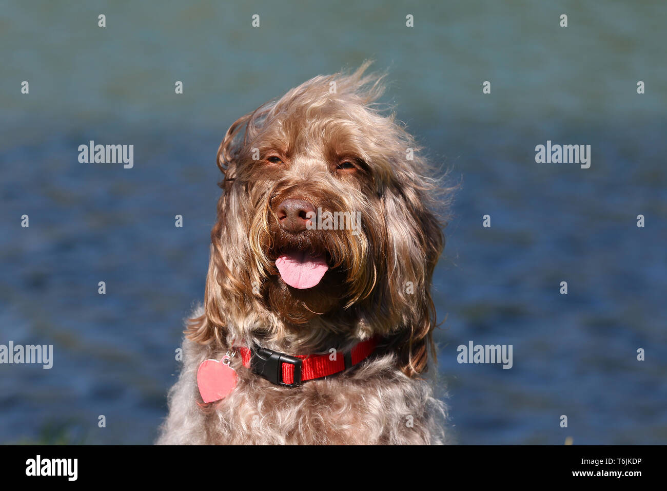 Labradoodle Headshot High Resolution Stock Photography and Images - Alamy