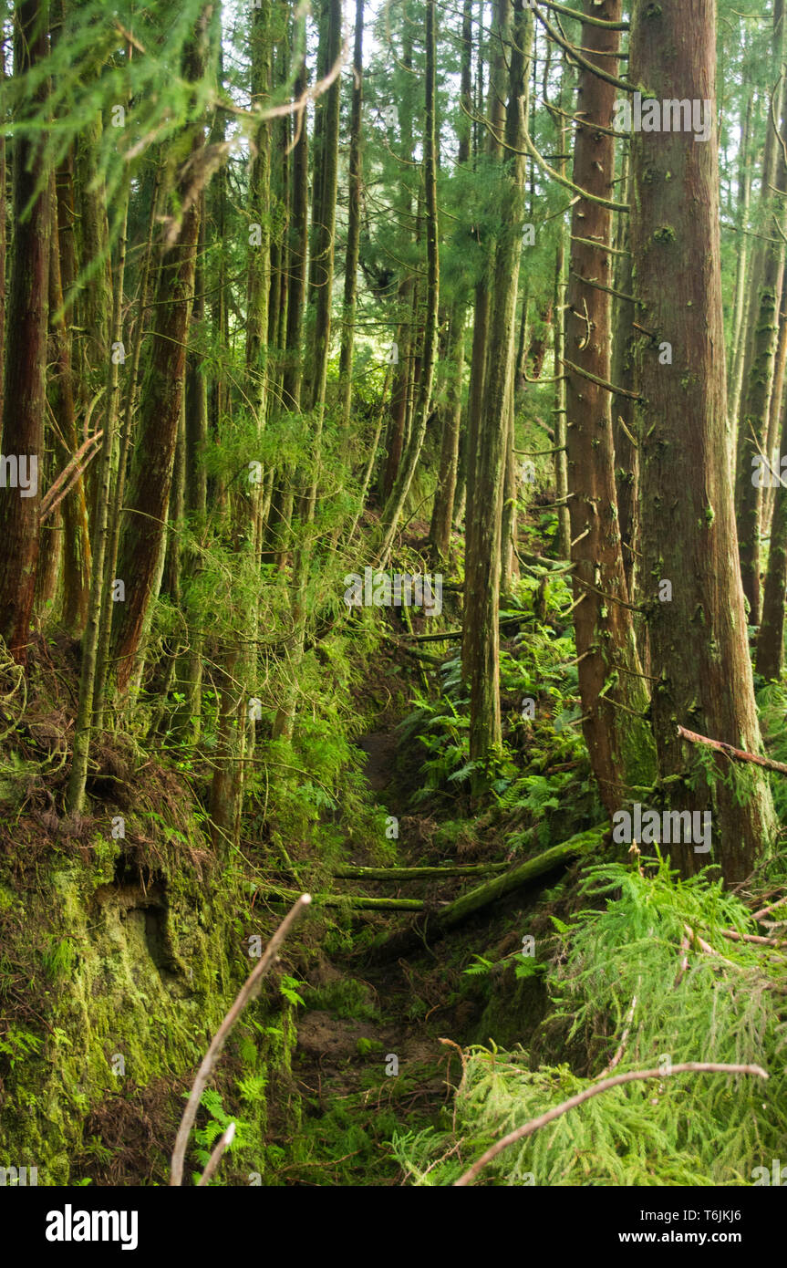 Jungle green woods bush hi-res stock photography and images - Alamy