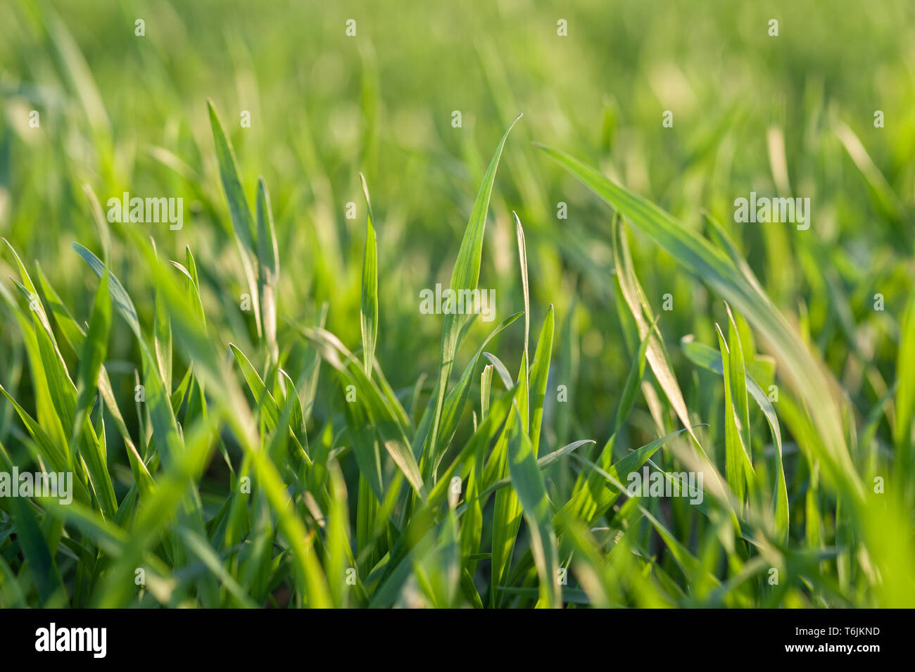 Grass wheat hi-res stock photography and images - Alamy
