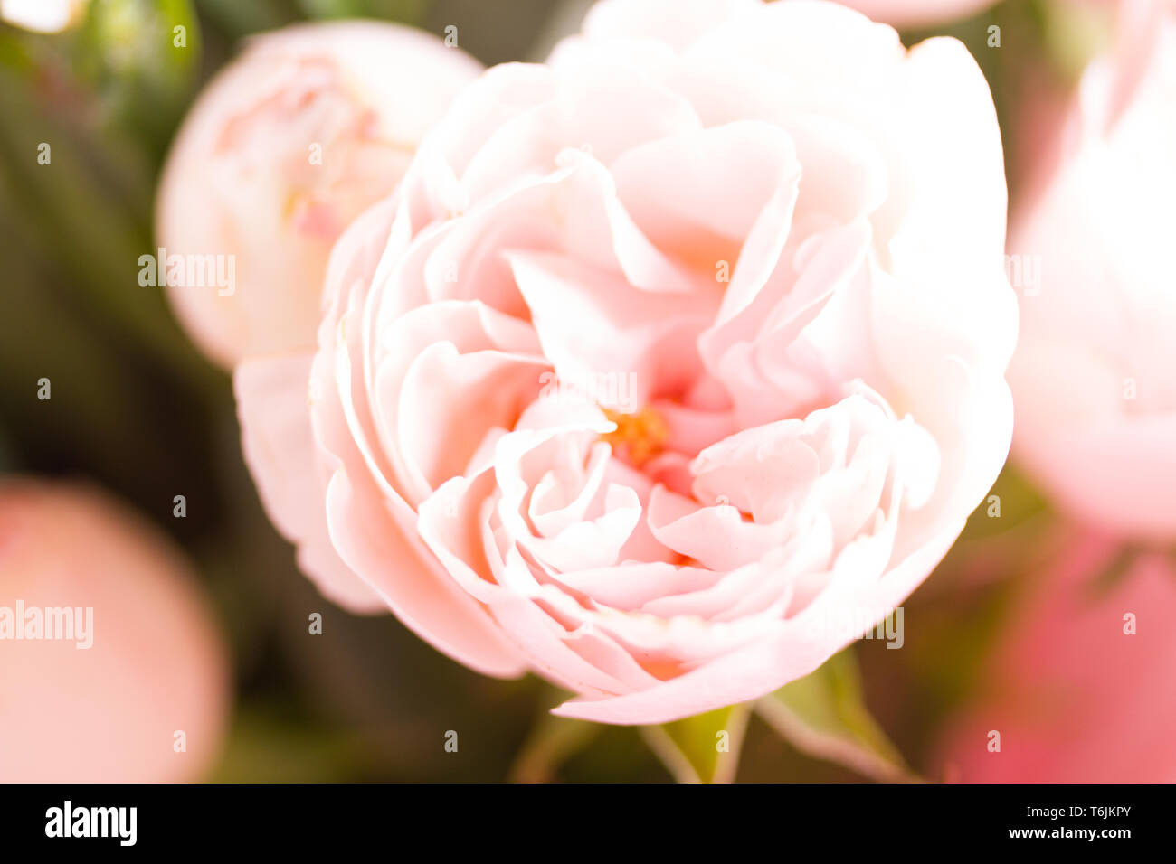 rose flower close up. macro, soft focus Stock Photo - Alamy